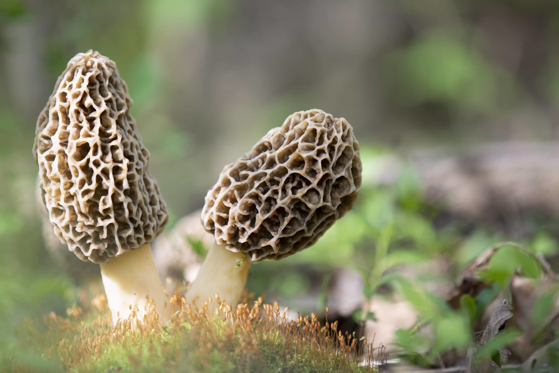 Morel 1/2 lb – Full Circle Mushrooms